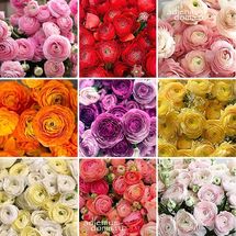 Семена Ranunculus ASIATICUS "BLOOMINGDALE" MIXED (Ранункулюс) купить c ...