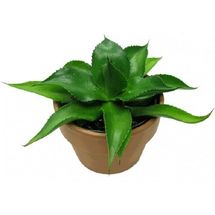 Agave CHIAPENSIS (Агава) - Суккуленты - Интернет-магазин - Адениум дома ...