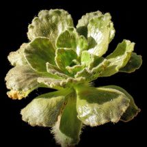 Aeonium SMITHII (Эониум) - Суккуленты - Интернет-магазин - Адениум дома ...