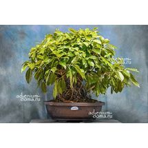 Ficus INFECTORIA (Фикус) - Декоративно лиственные - Интернет-магазин ...