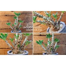 Tylecodon GRANDIFLORUS (Тилекодон) - Суккуленты - Интернет-магазин ...