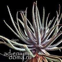 Aloe PARVULA (Алоэ) - Суккуленты - Интернет-магазин - Адениум дома: от ...