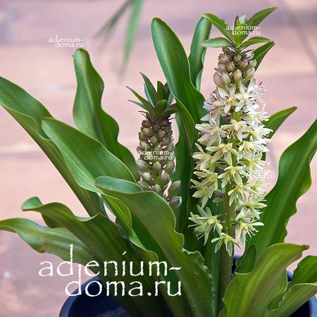 Eucomis store